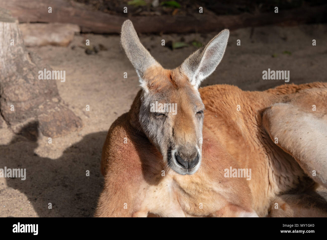 Light Colour Kangaroo Stock Photo - Alamy