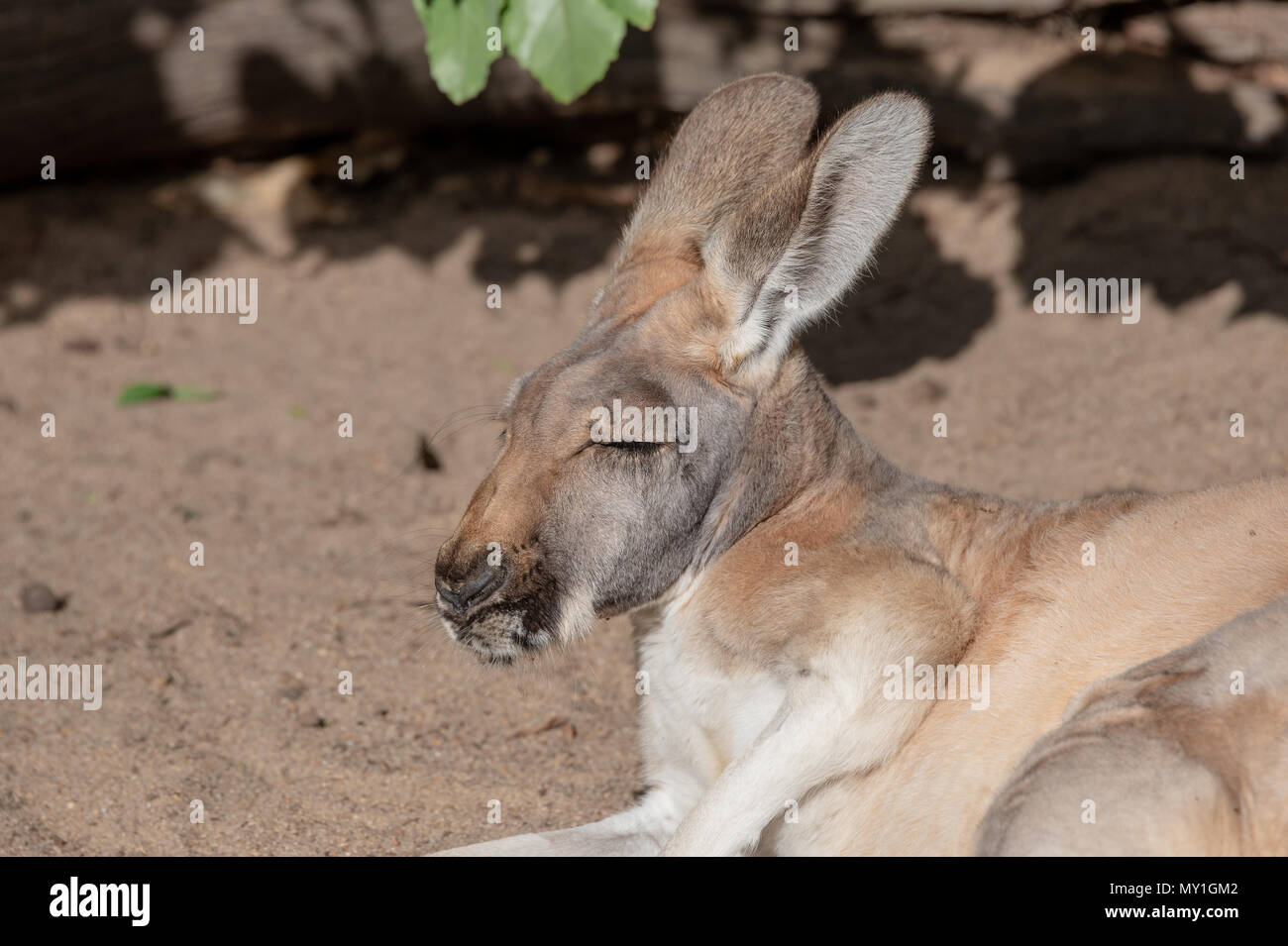 Light Colour Kangaroo Stock Photo - Alamy