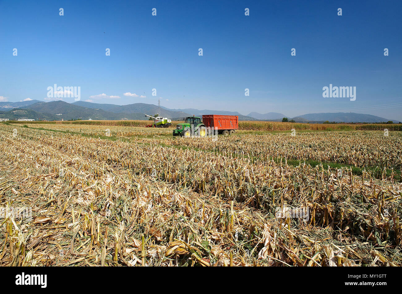 Castegnato (Bs),trebbiatura di un campo di granoturco Stock Photo - Alamy