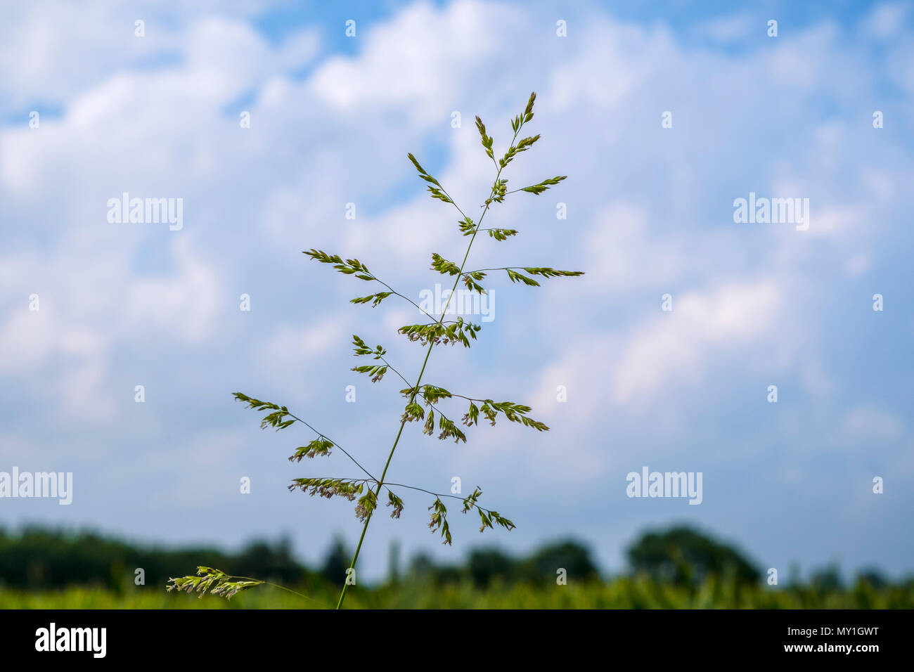 Fever grass hi-res stock photography and images - Alamy