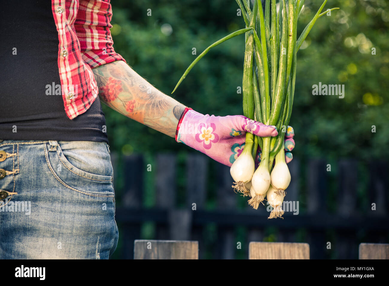 Real authentic gardener holding spring onion Stock Photo - Alamy