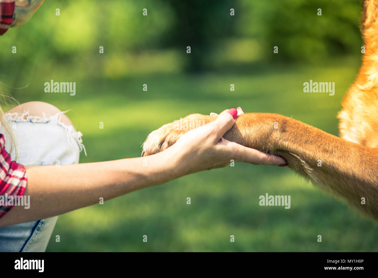 woman hold dog paw,friendship and love concept Stock Photo - Alamy