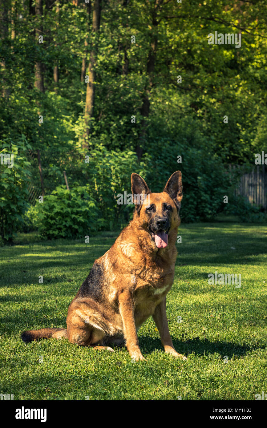 German Shepherd Body