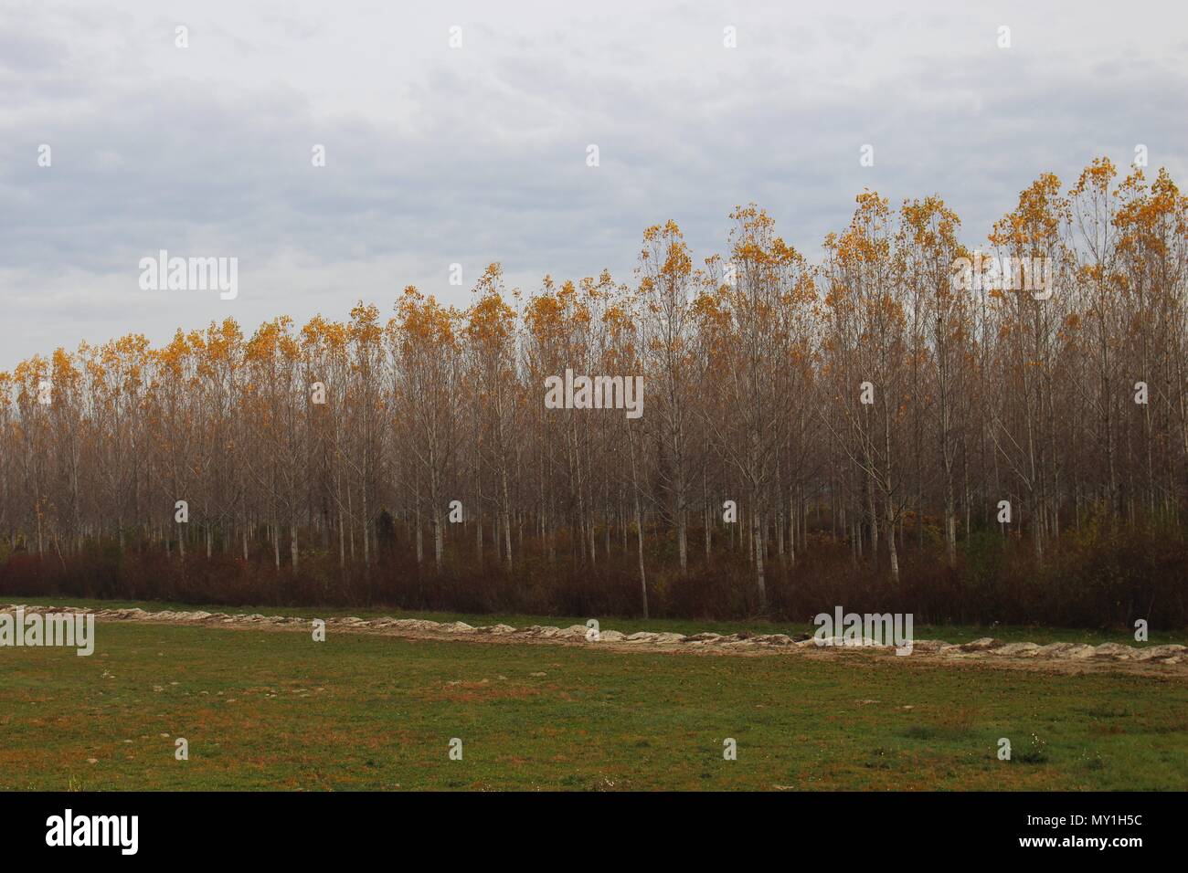 Poplar wood plantation hi-res stock photography and images - Alamy