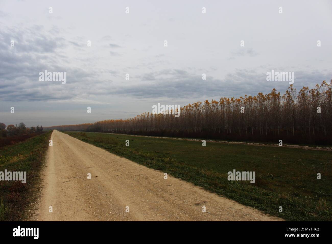 Poplar trees along road hi-res stock photography and images - Alamy