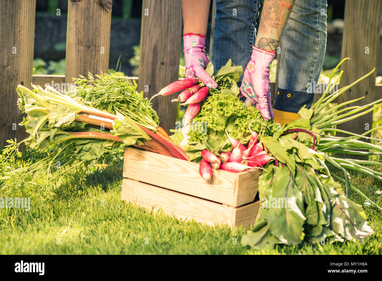 Sorting vegetables hi-res stock photography and images - Alamy