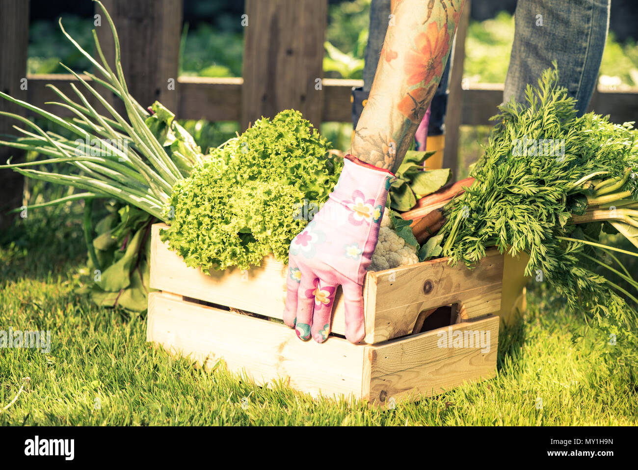 Authentic casual gardener sorting crop in crate box Stock Photo - Alamy