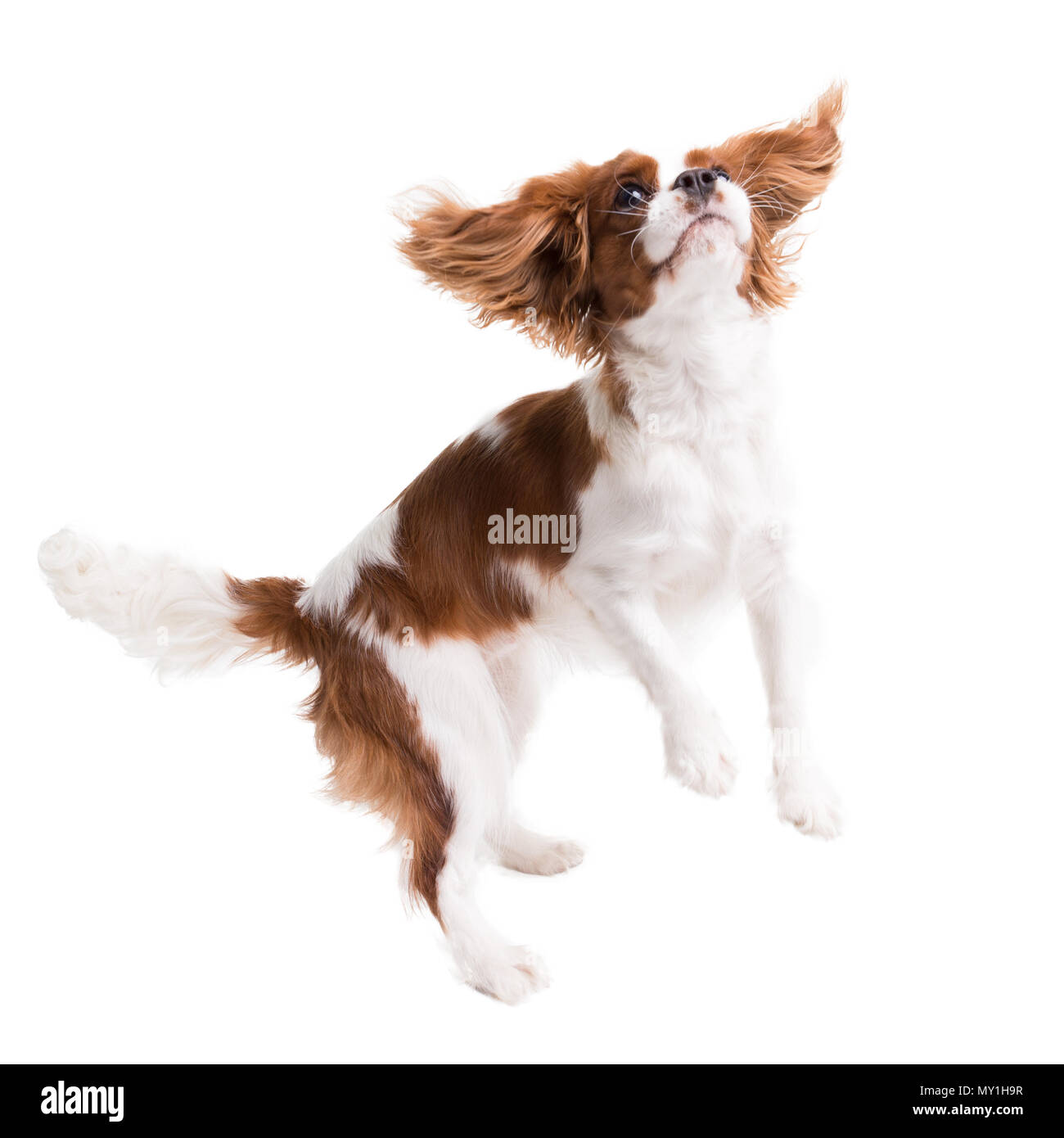 Cavalier King Charles Spaniel jumps in studio on white background ...