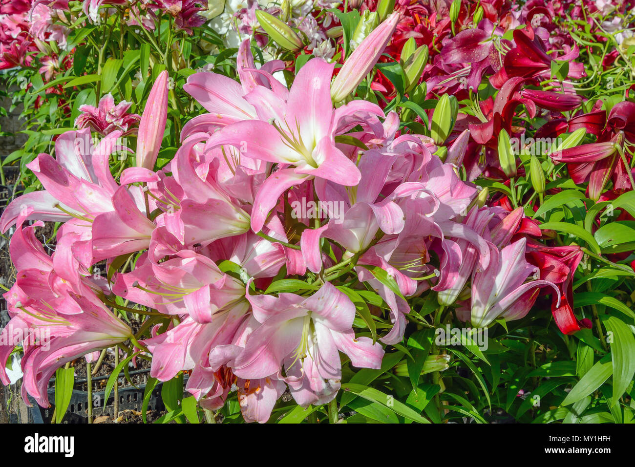 Pink lilies flower closeup hi-res stock photography and images - Alamy