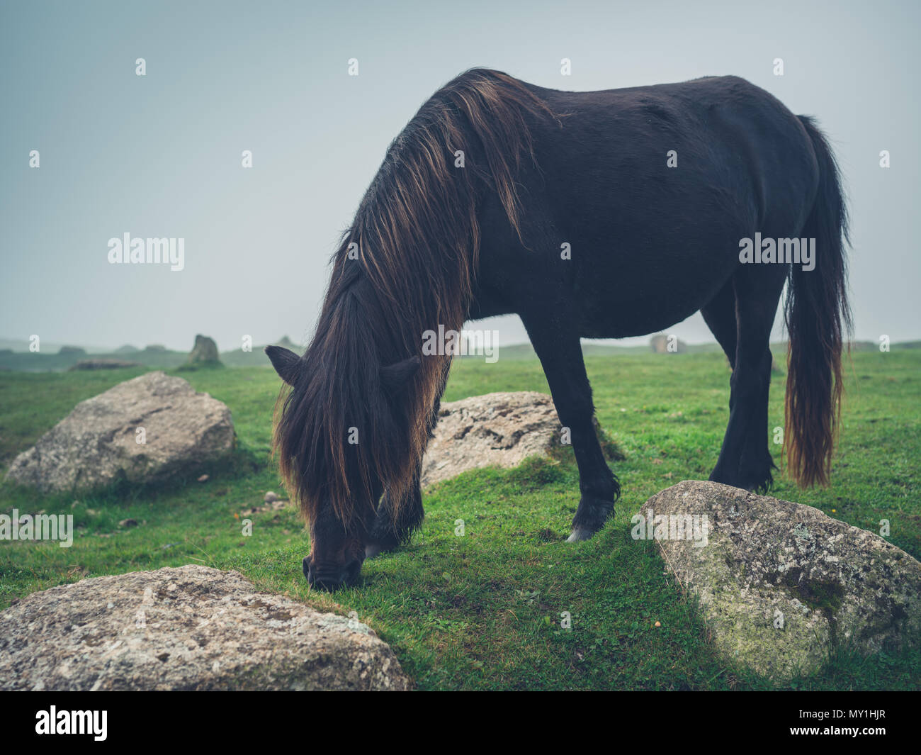 Moor pony hi-res stock photography and images - Alamy