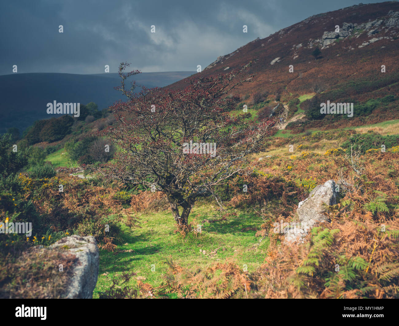 Hawthorne tree hi-res stock photography and images - Alamy