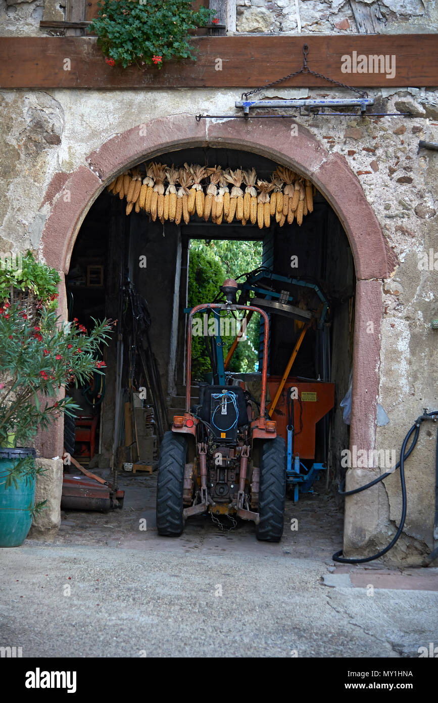 Fresh corn on the cob hanging outside to dry under an arch at a farm in ...