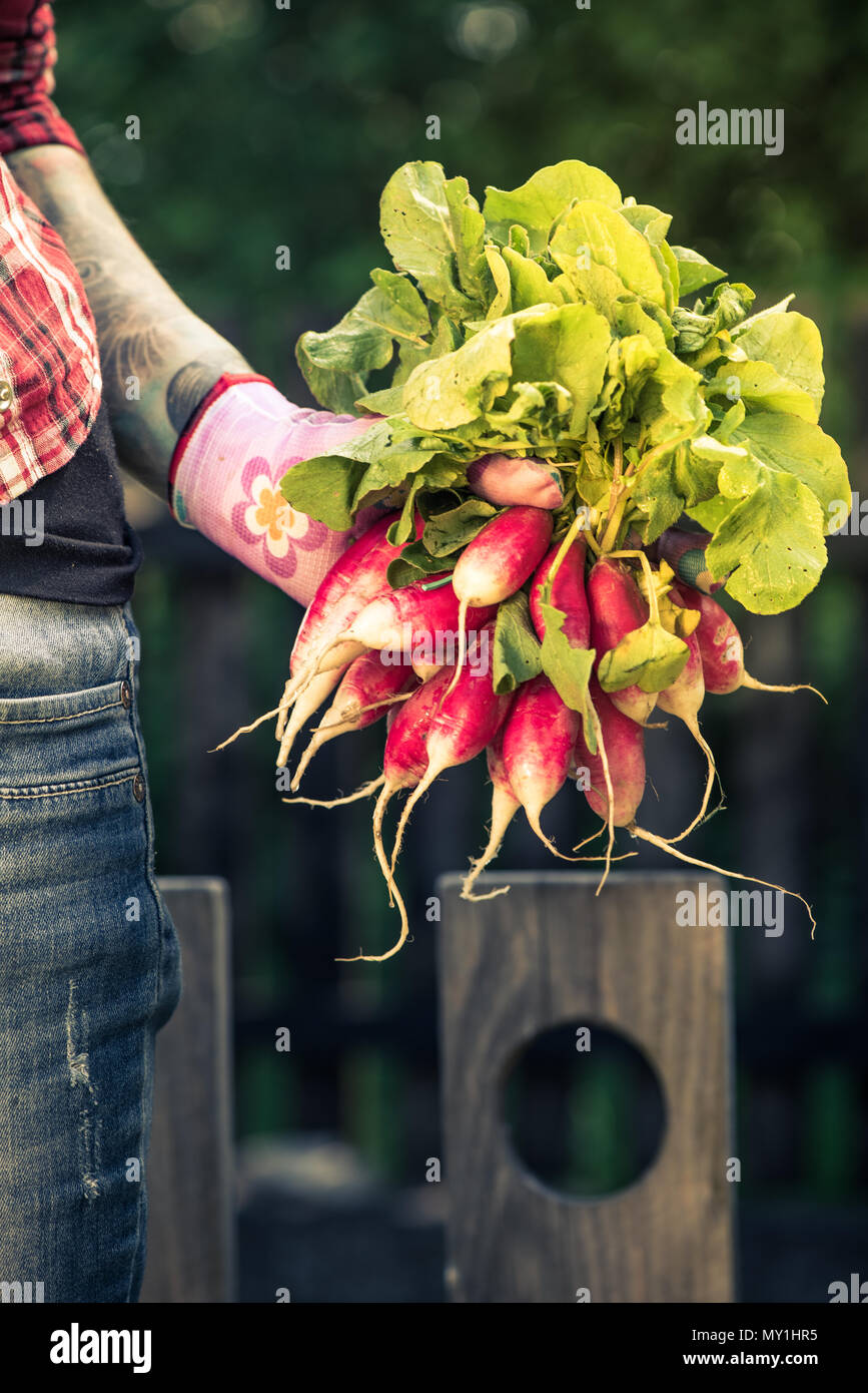 Casual gardener and radish, real people Stock Photo - Alamy