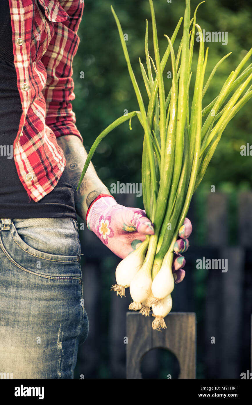Real authentic gardener holding spring onion Stock Photo - Alamy