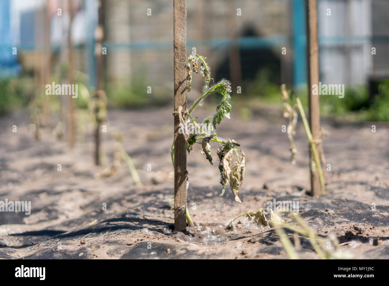 Dry Plants From Drought In The Garden The Dried Bush Of A Tomato The Plant Withered From Lack