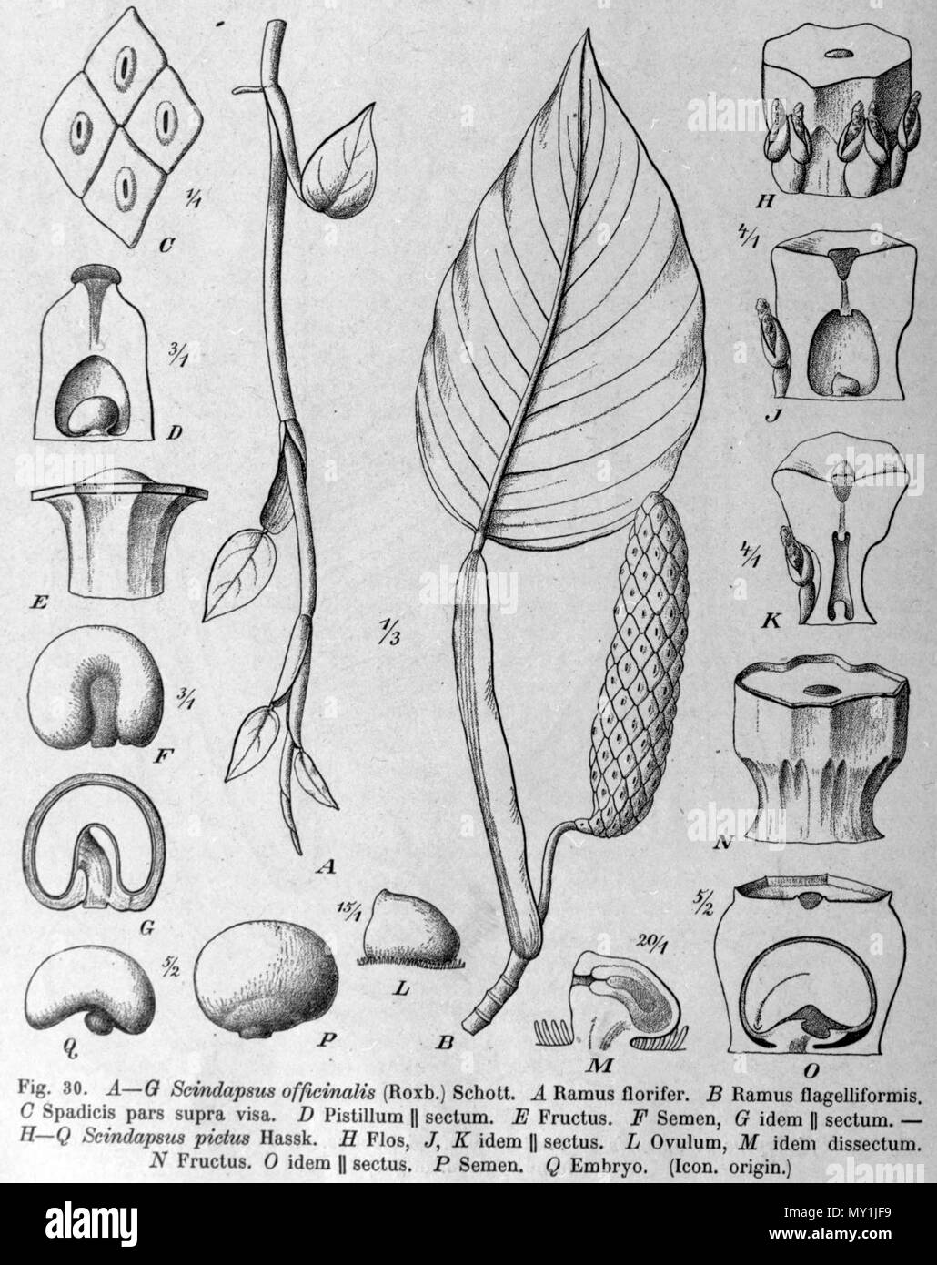 . English: Scindapsus officinalis . 1908. Adolf Engler (d. 1930) 479 ...