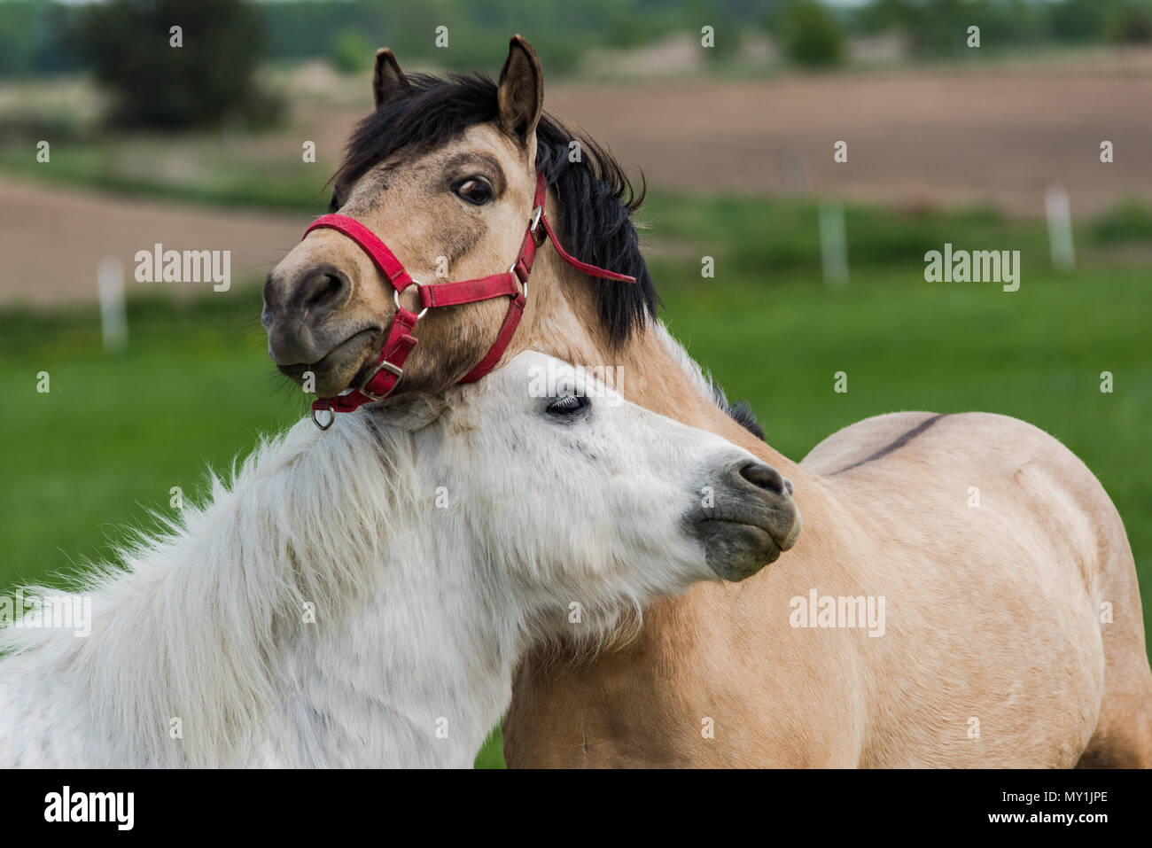 Arabian sharing hi-res stock photography and images - Alamy