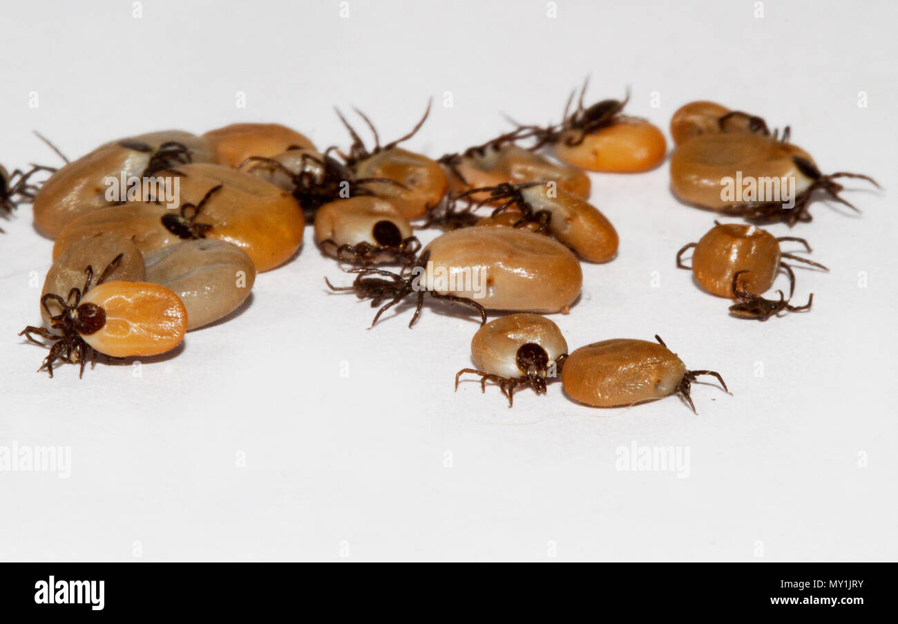 Lots of Castor bean ticks, big and small, on a white background Stock ...