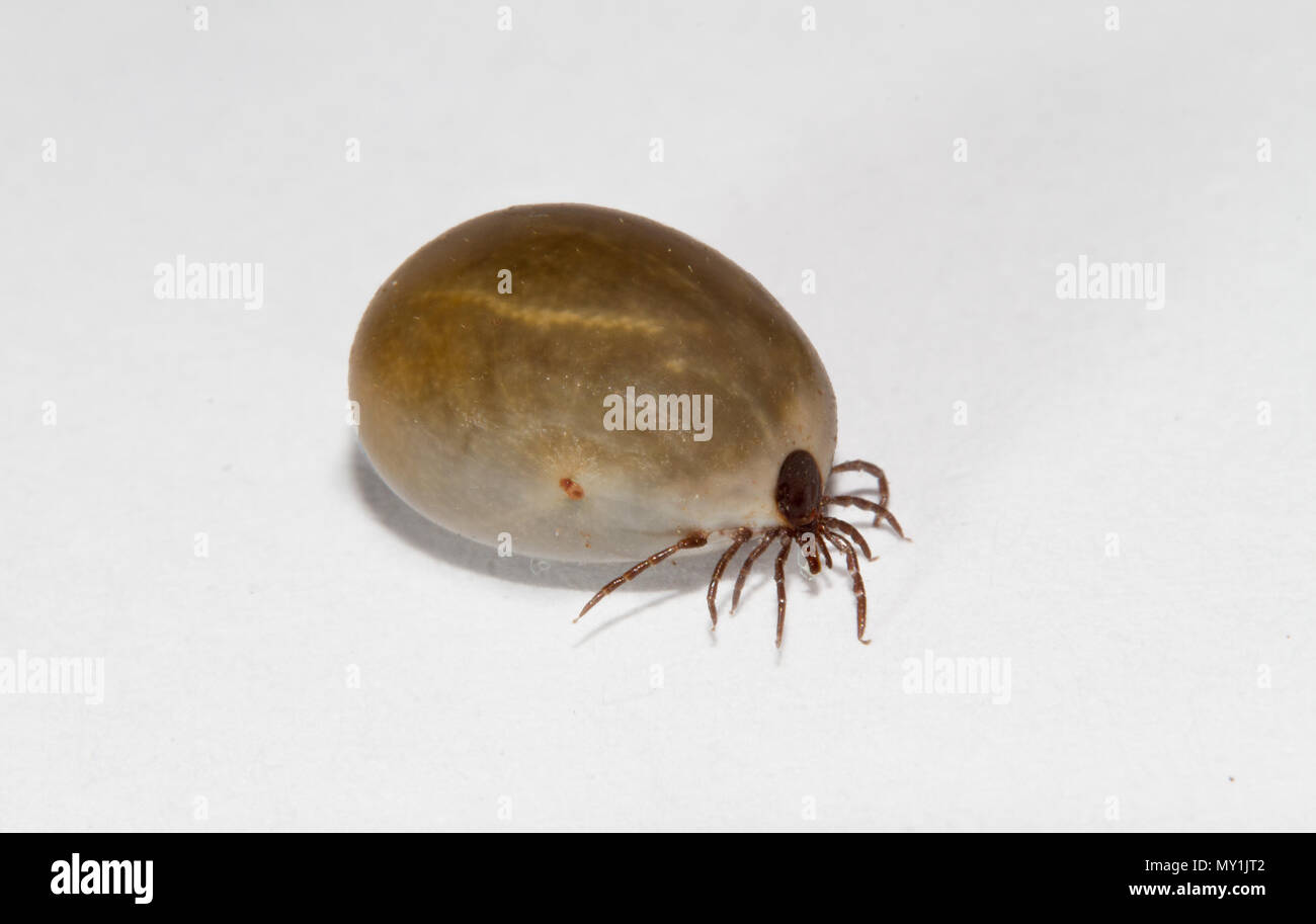 Castor bean tick on a white background Stock Photo - Alamy