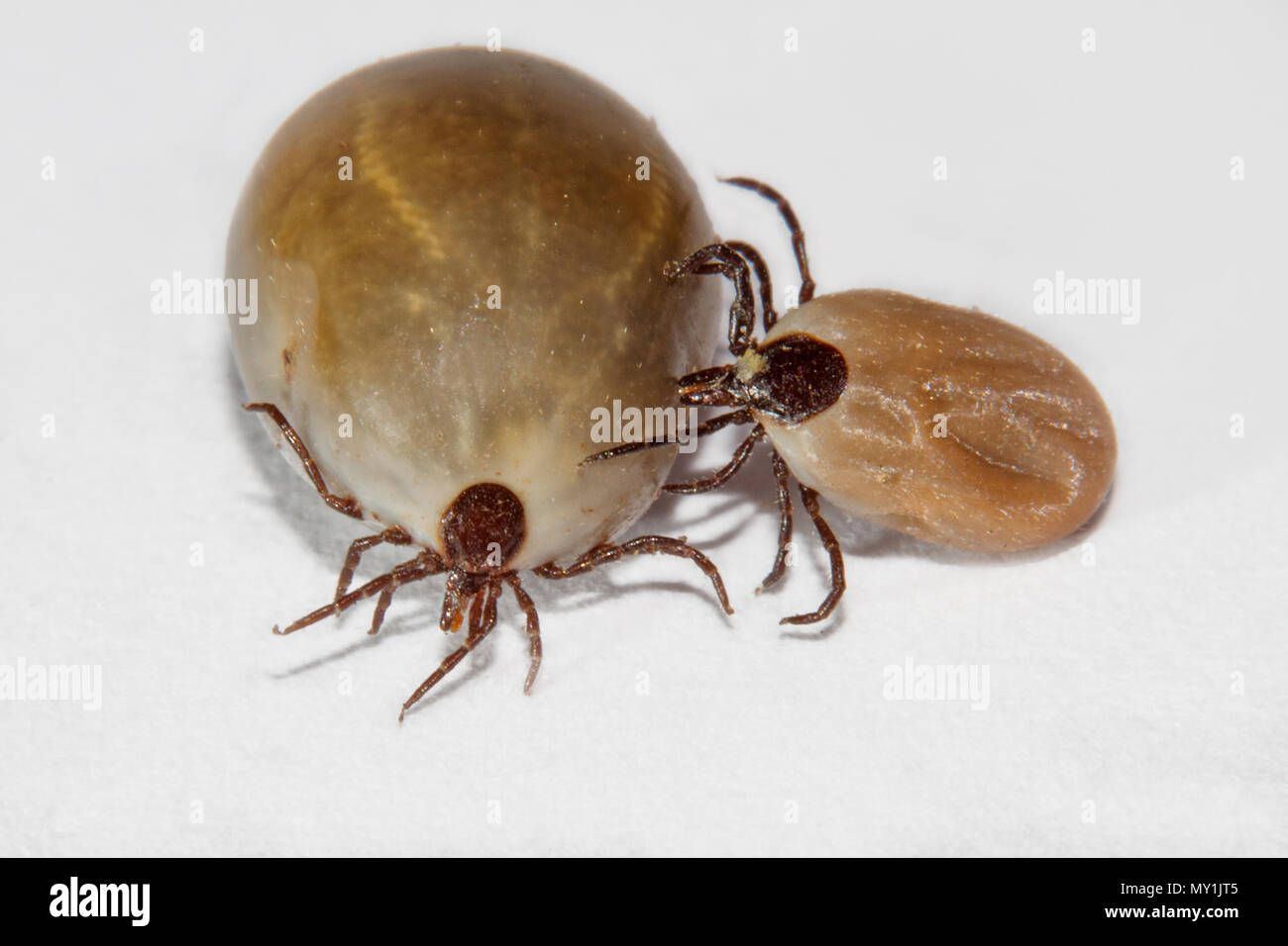 Two Castor bean ticks, a big one and a smaller one, on a white ...