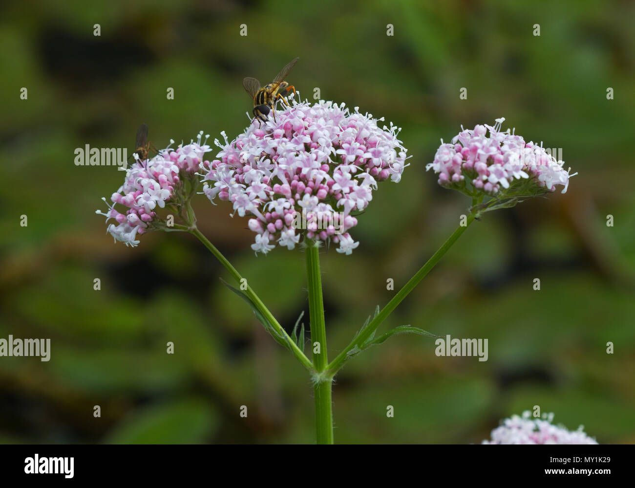 European Hoverfly on the flower head of Marsh valerian, also known as ...