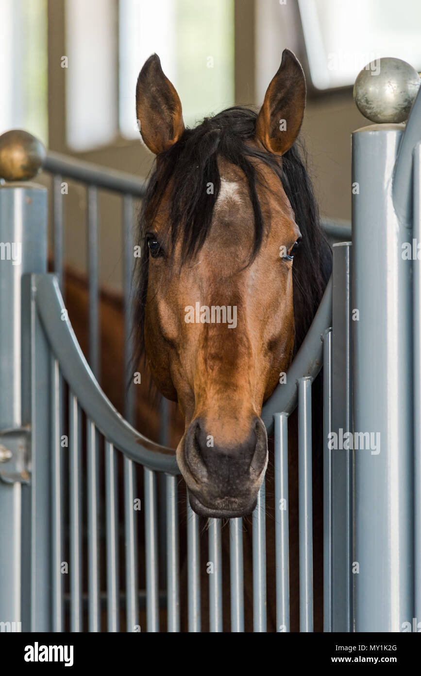 Horse head in stable Stock Photo - Alamy