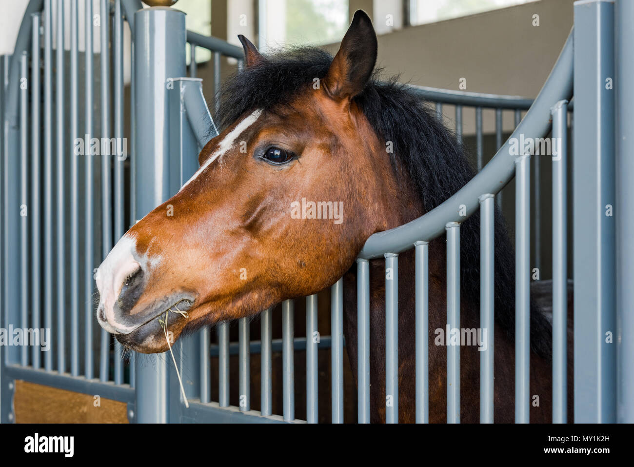 Horse head profile shoot at stable gate Stock Photo - Alamy