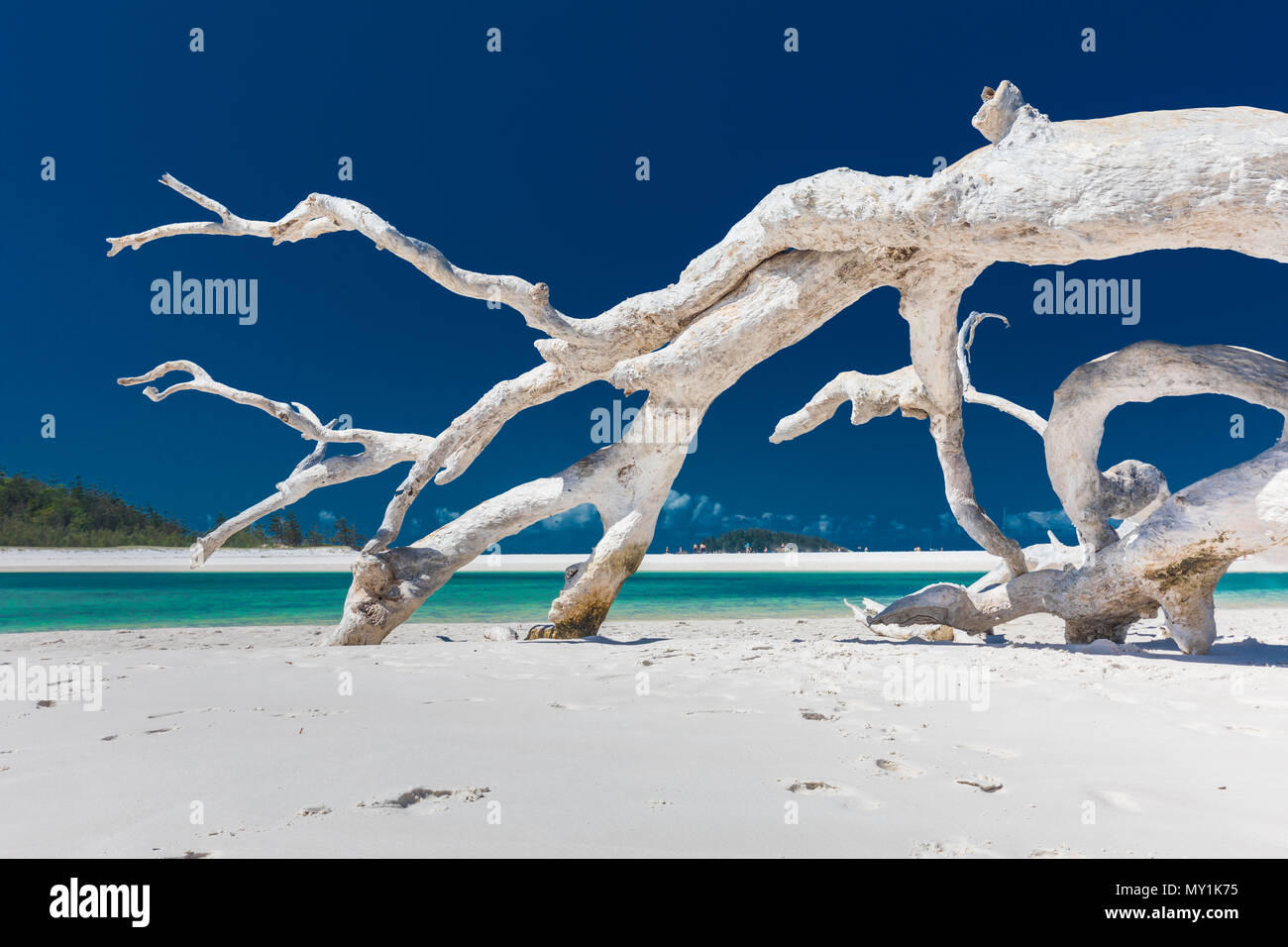 White driftwood tree on amazing Whitehaven Beach with white sand in the ...