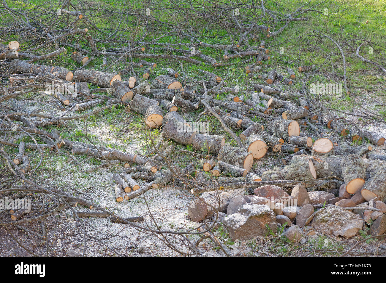 Lime tree branch cut down and cut to length for use as firewood Stock ...