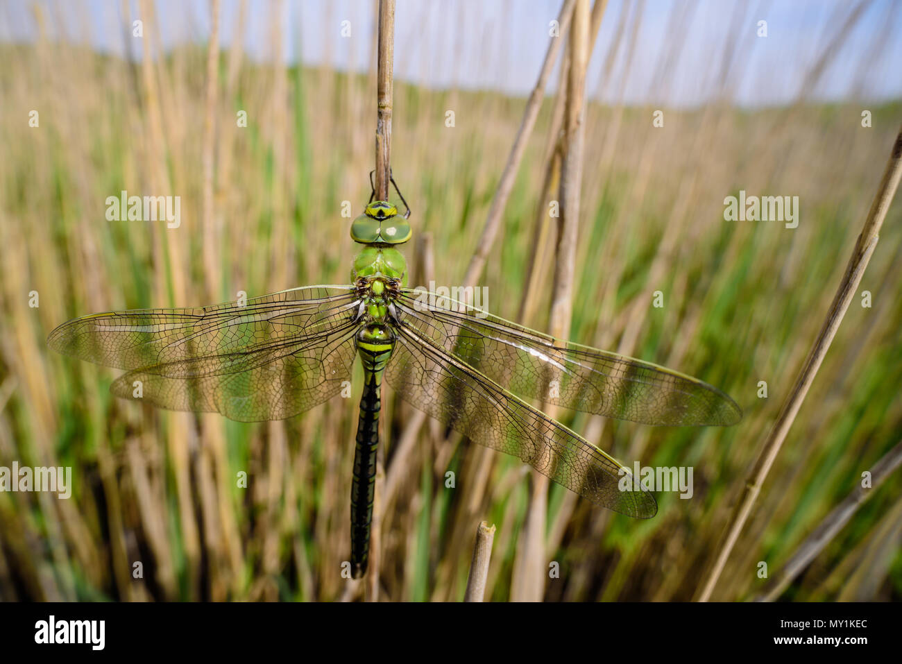 Emperor-Anax imperator (male Stock Photo - Alamy