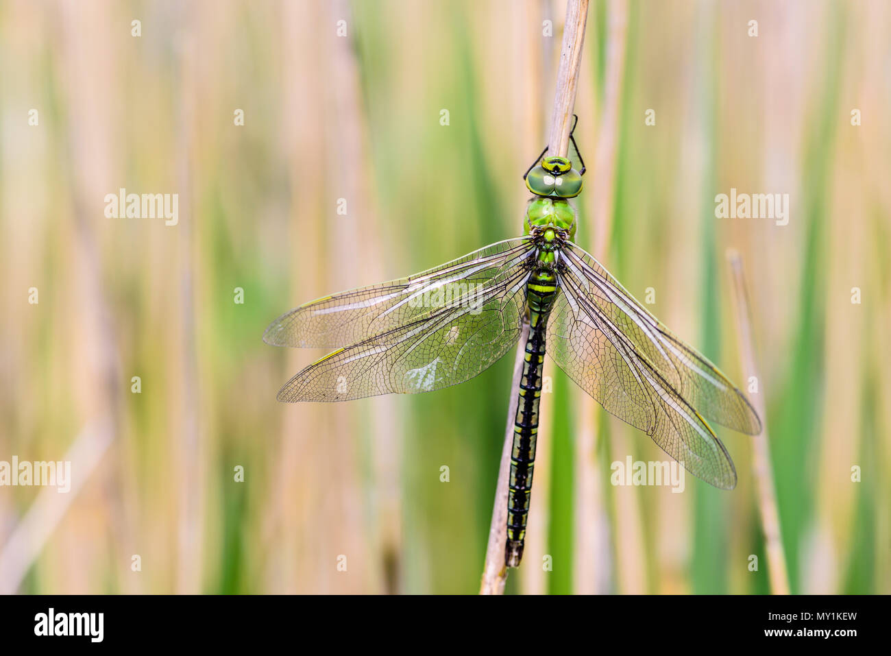 Emperor dragonfly eyes hi-res stock photography and images - Alamy