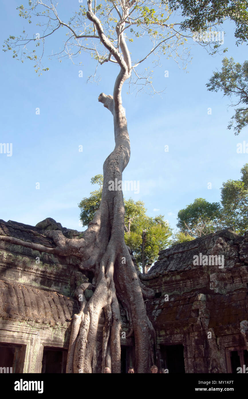 Encased Stone High Resolution Stock Photography and Images - Alamy