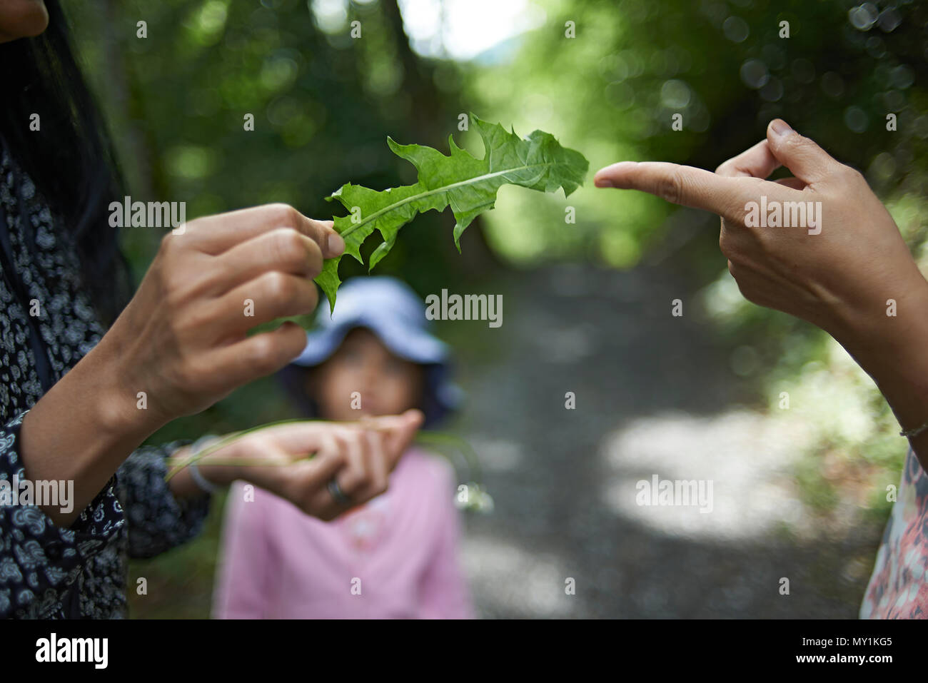 Mature Asian woman foraging edibles high up in the Swiss mountains in ...