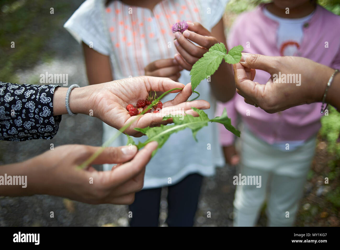 Foraging with kids hi-res stock photography and images - Alamy
