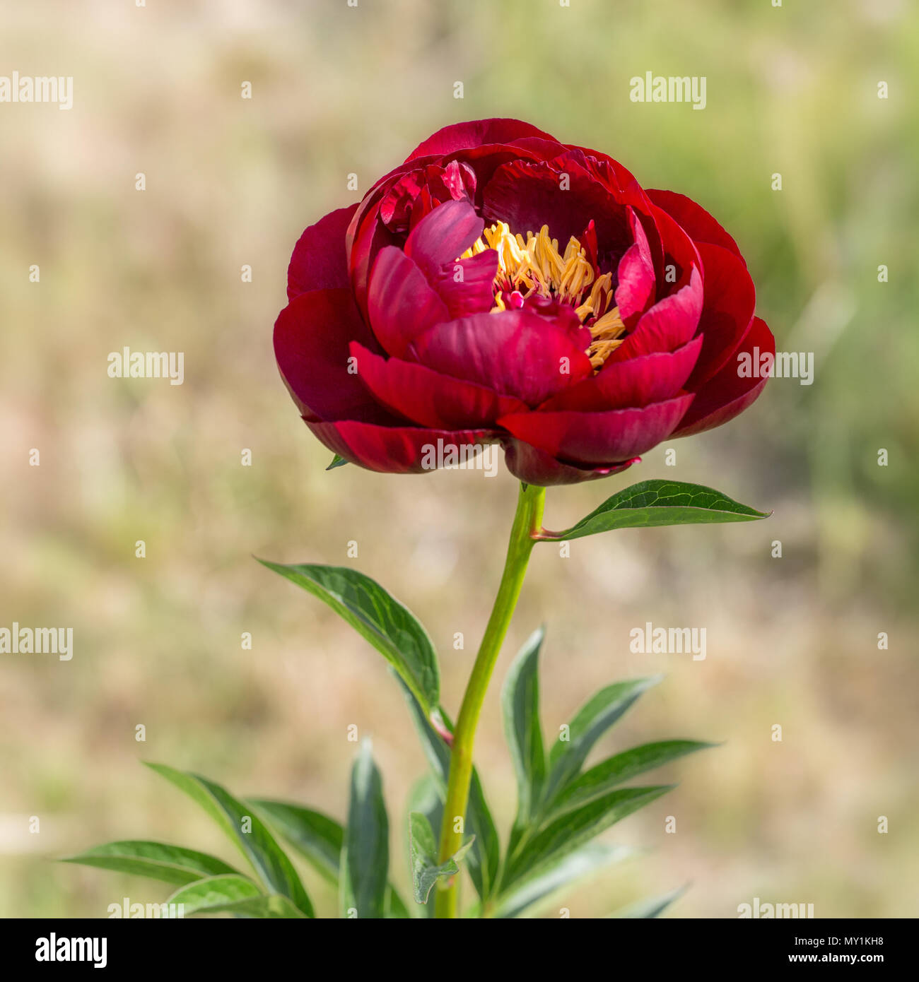Peonybackground hi-res stock photography and images - Alamy