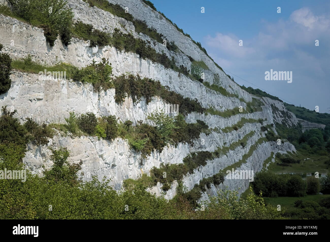 The chalk cliff and wild flowers Stock Photo - Alamy