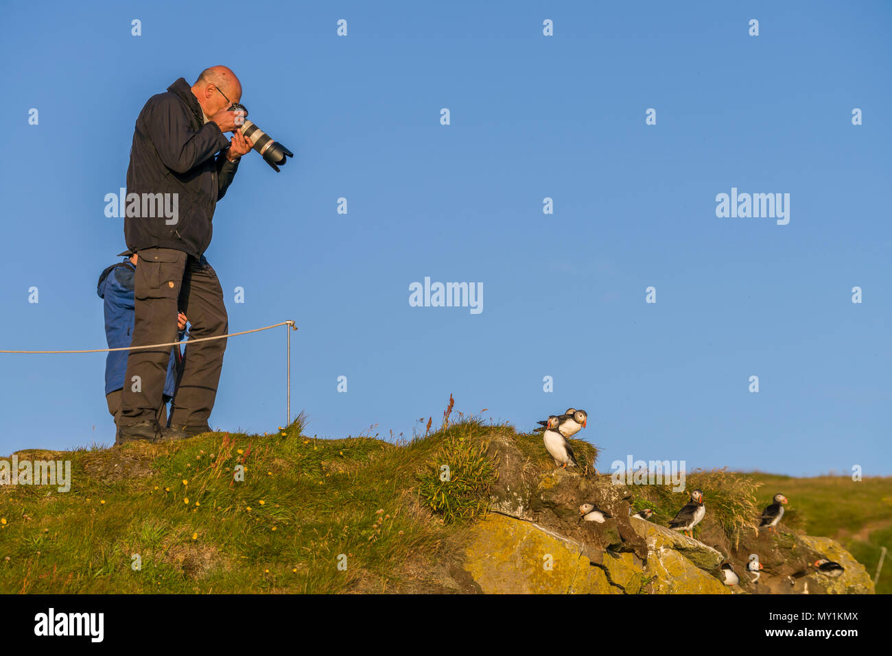 Taking pictures of Atlanta Puffins, Latrabjarg cliffs, Iceland Stock ...