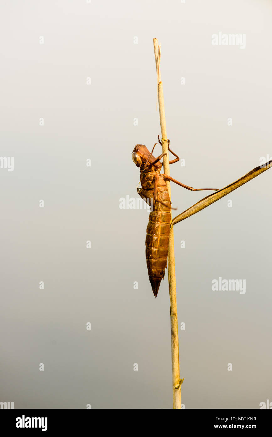 Emperor Dragonfly Exuvia Stock Photo - Alamy