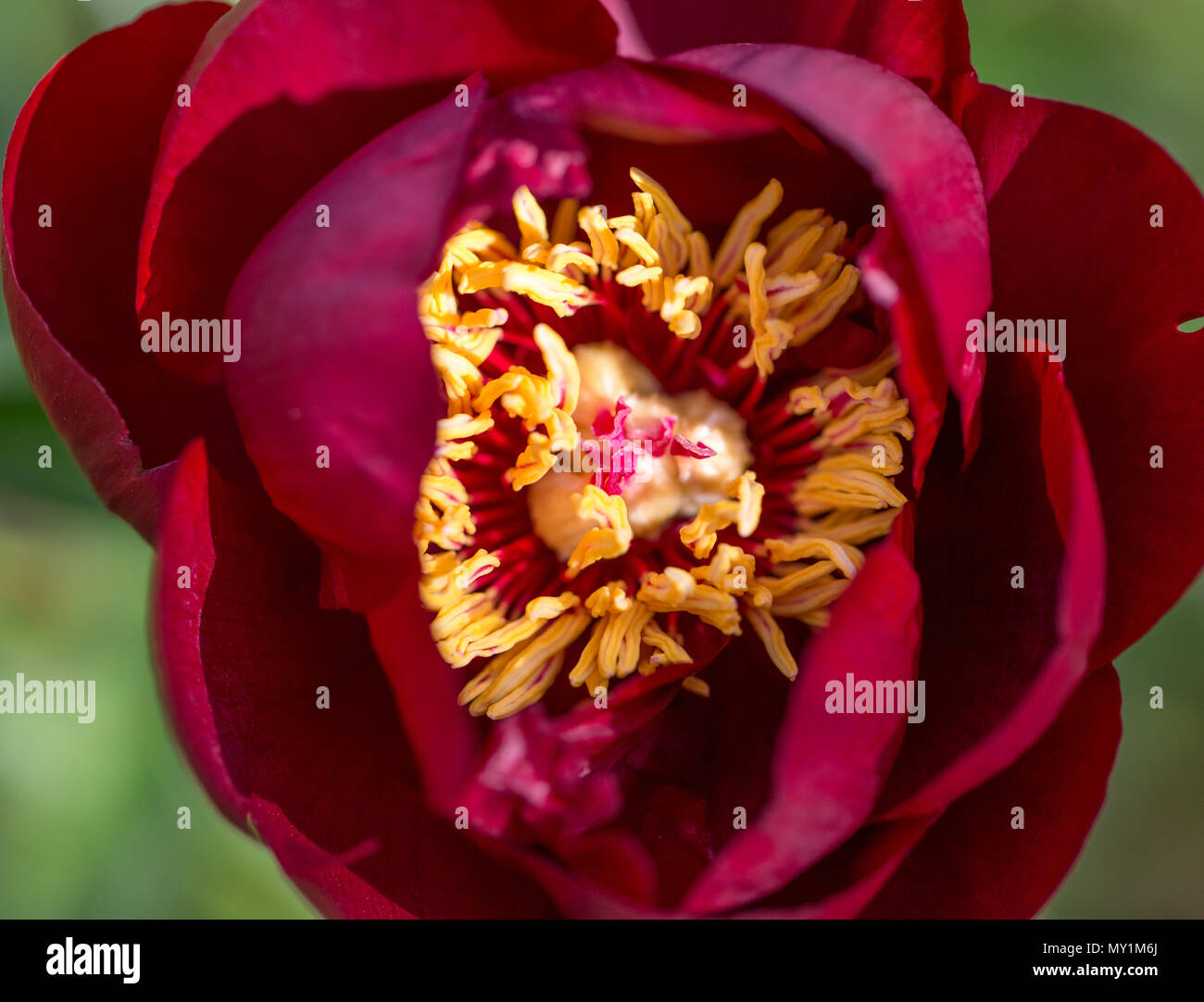 Freshbrightpeony hi-res stock photography and images - Alamy