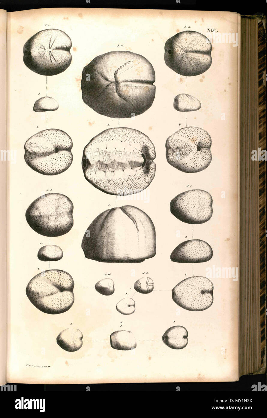 Georg august goldfuss hi-res stock photography and images - Alamy