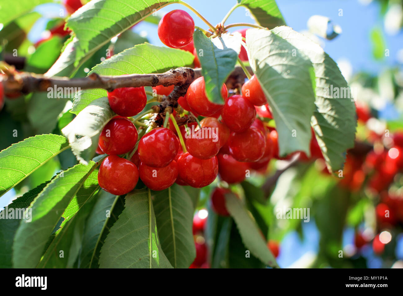 Red cherries hanging on tree hi-res stock photography and images - Alamy