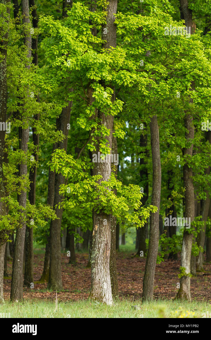 Green oak forest in spring time Stock Photo - Alamy