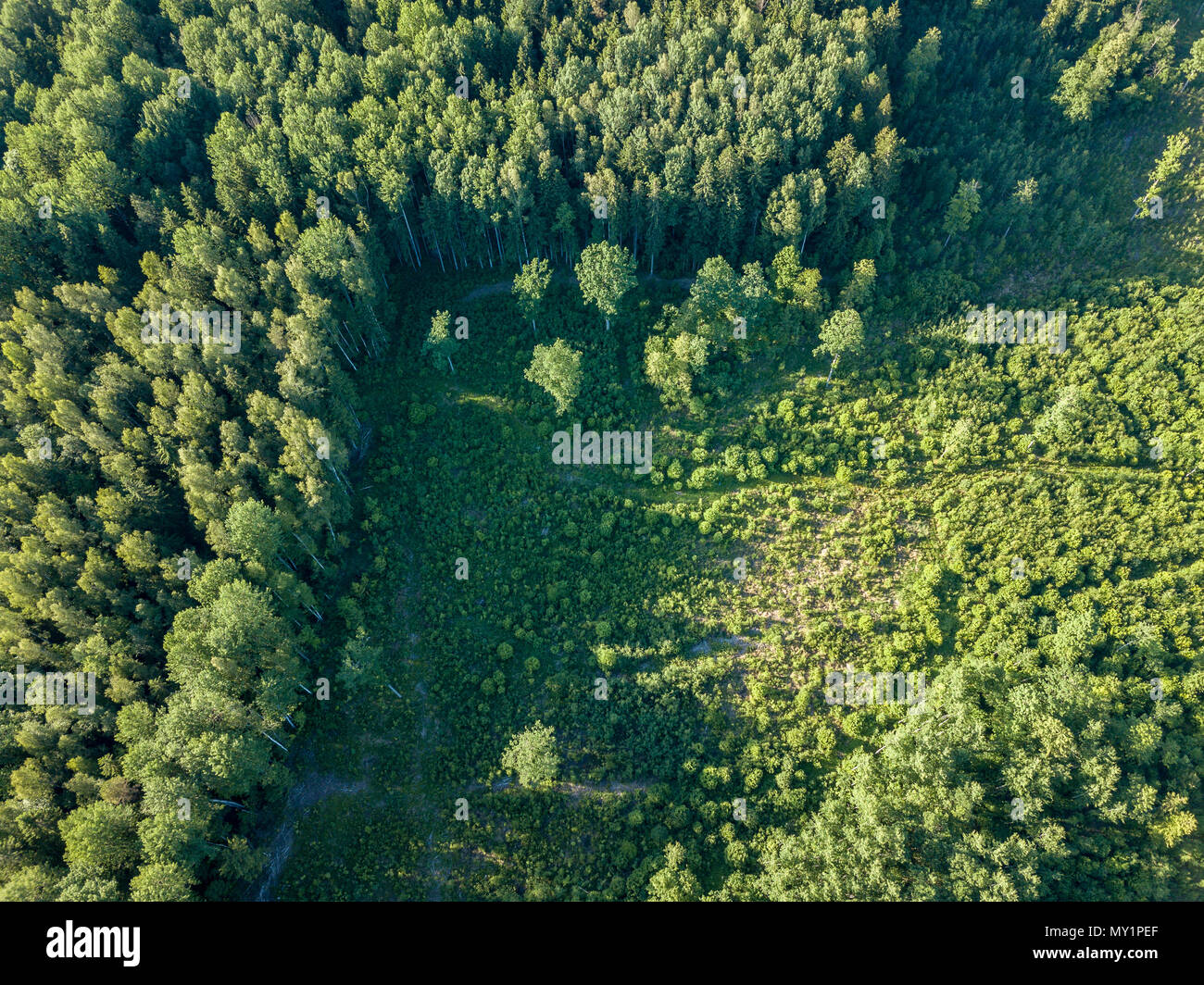 drone image. aerial view of rural area with fields and forests in ...