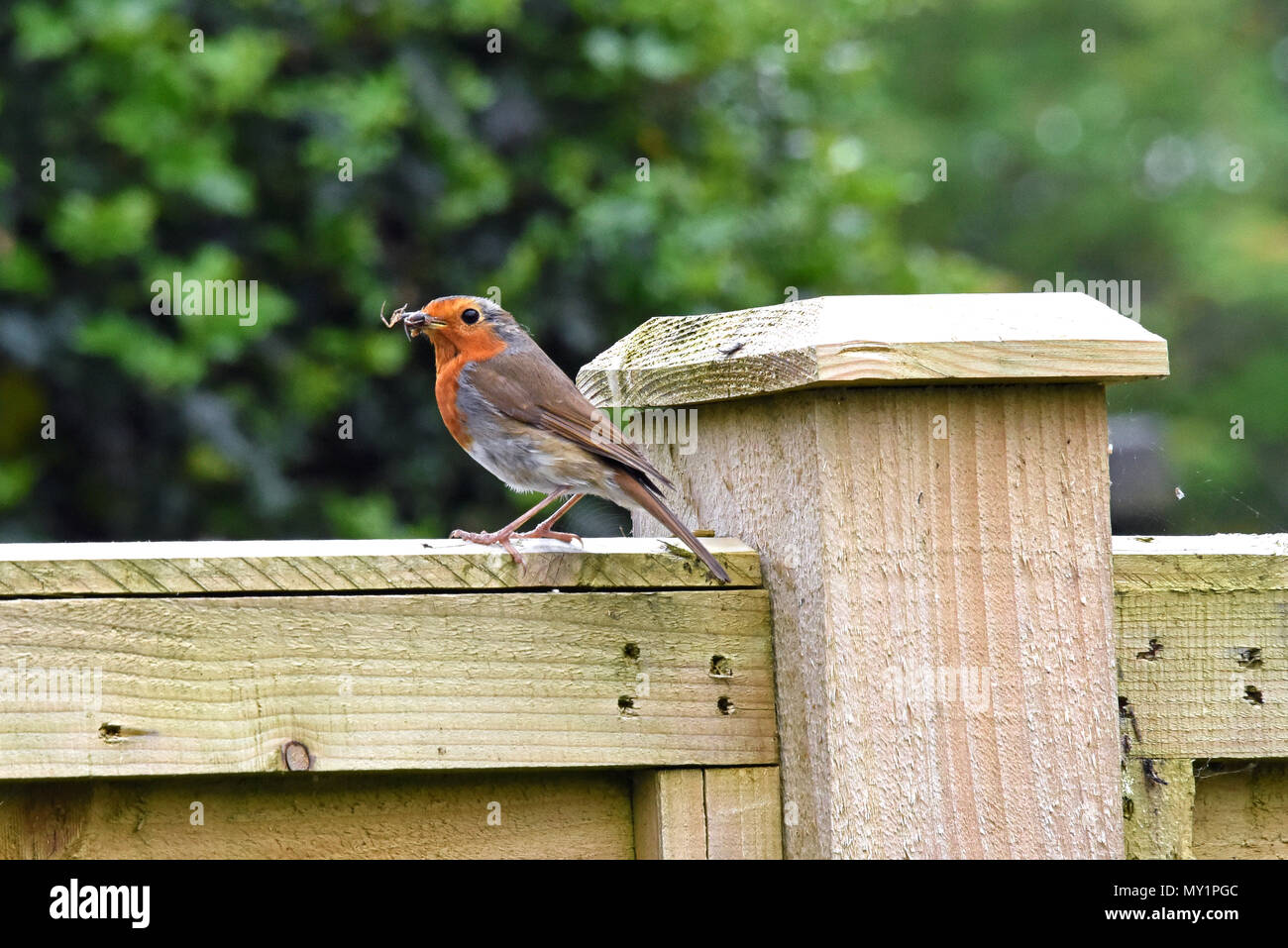 An adult European Robin (Erithacus rubecula ssp melophilus) carrying a ...