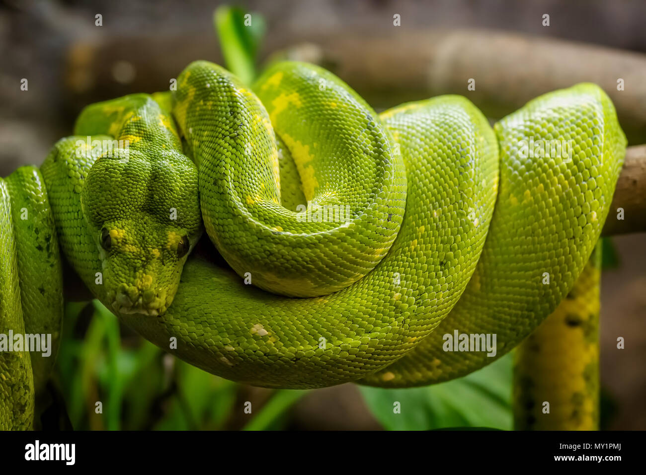 Rainforest animal snake hi-res stock photography and images - Alamy
