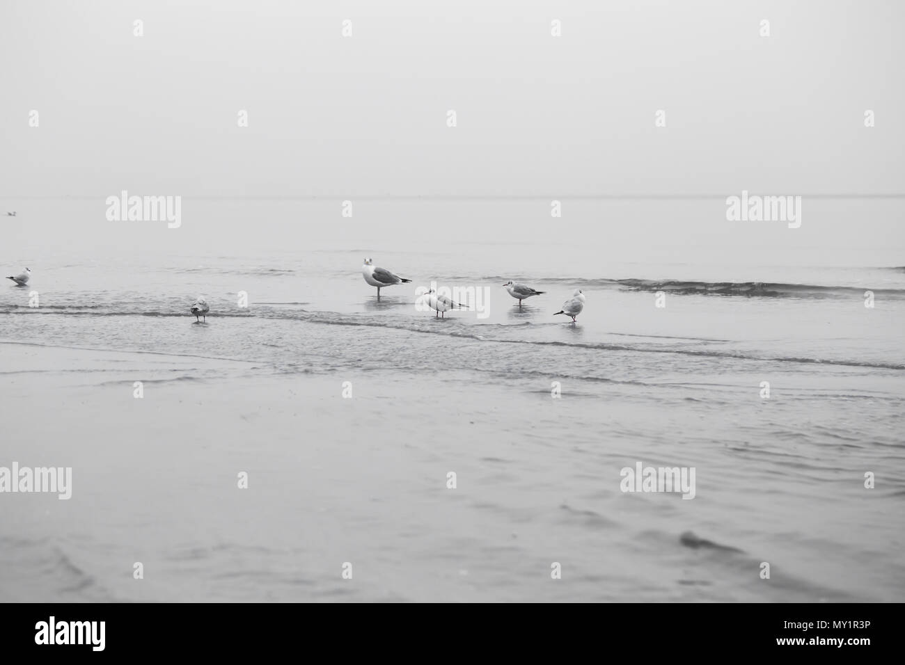 Beautiful little Seagull on promenade walk in the distant Stock Photo ...