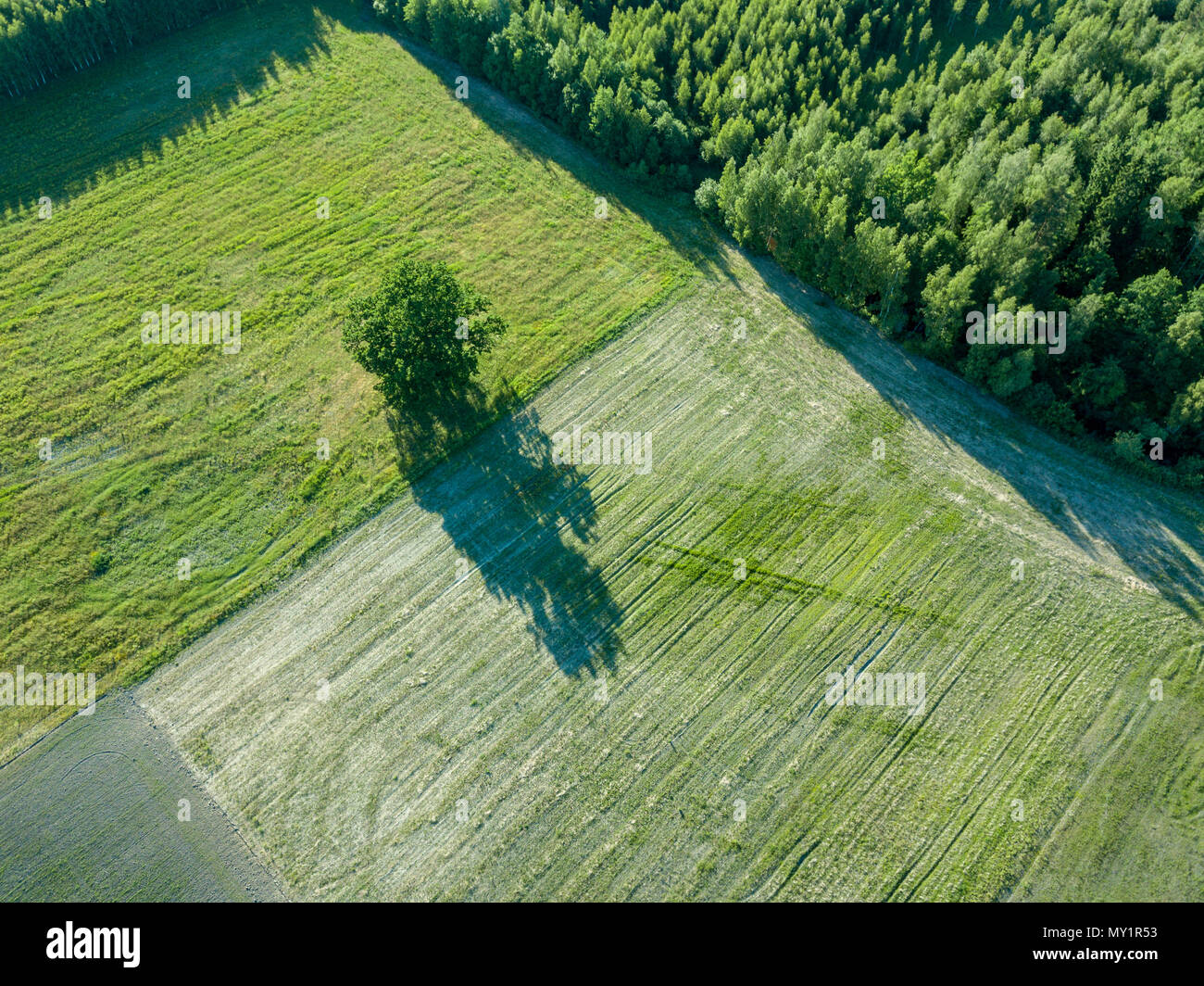 drone image. aerial view of empty cultivated fields with lonely tree in ...