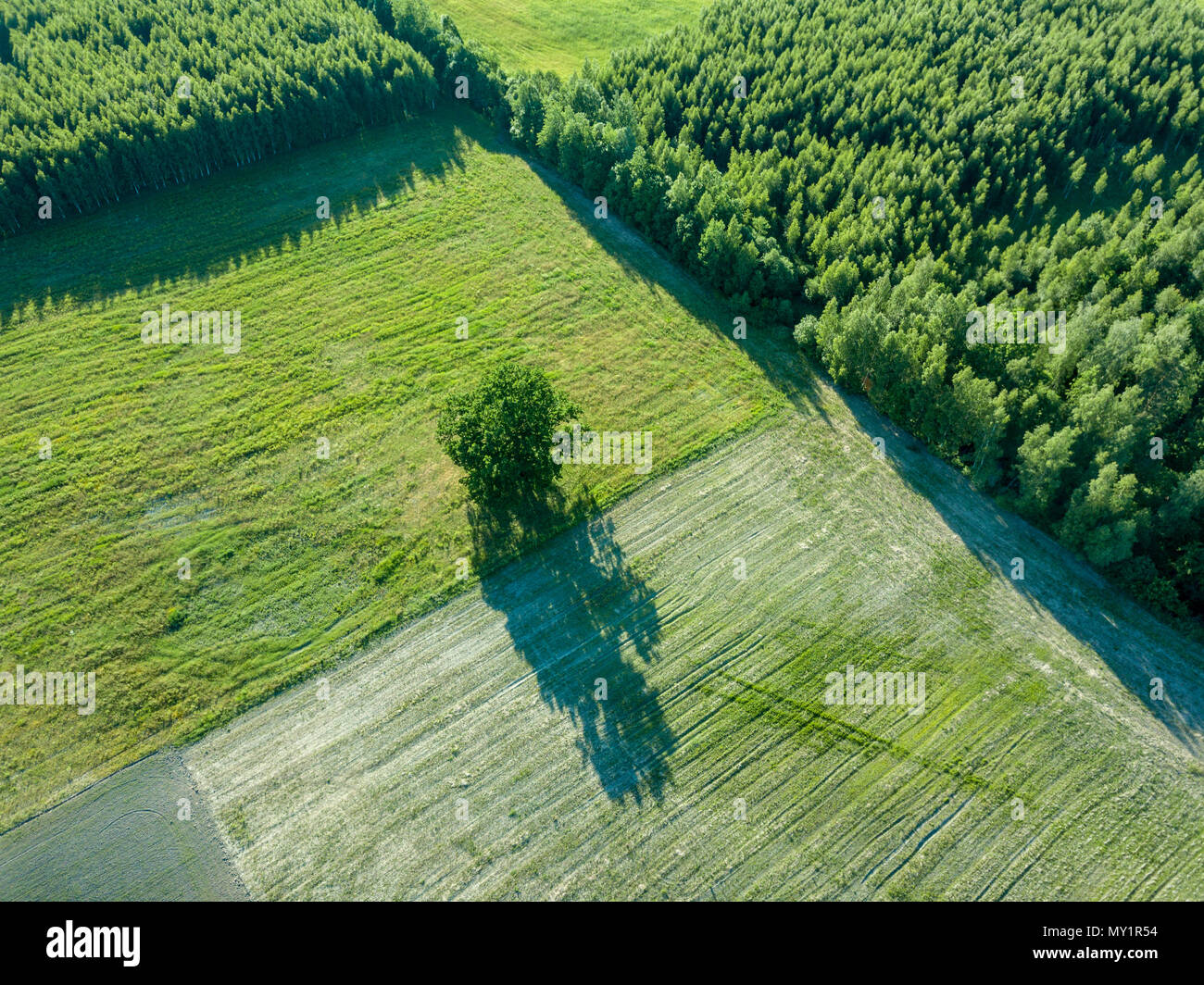 drone image. aerial view of empty cultivated fields with lonely tree in ...