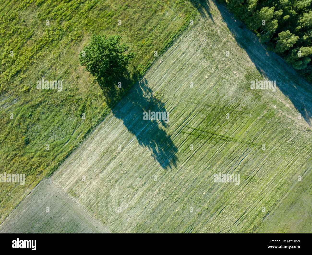 drone image. aerial view of empty cultivated fields with lonely tree in ...