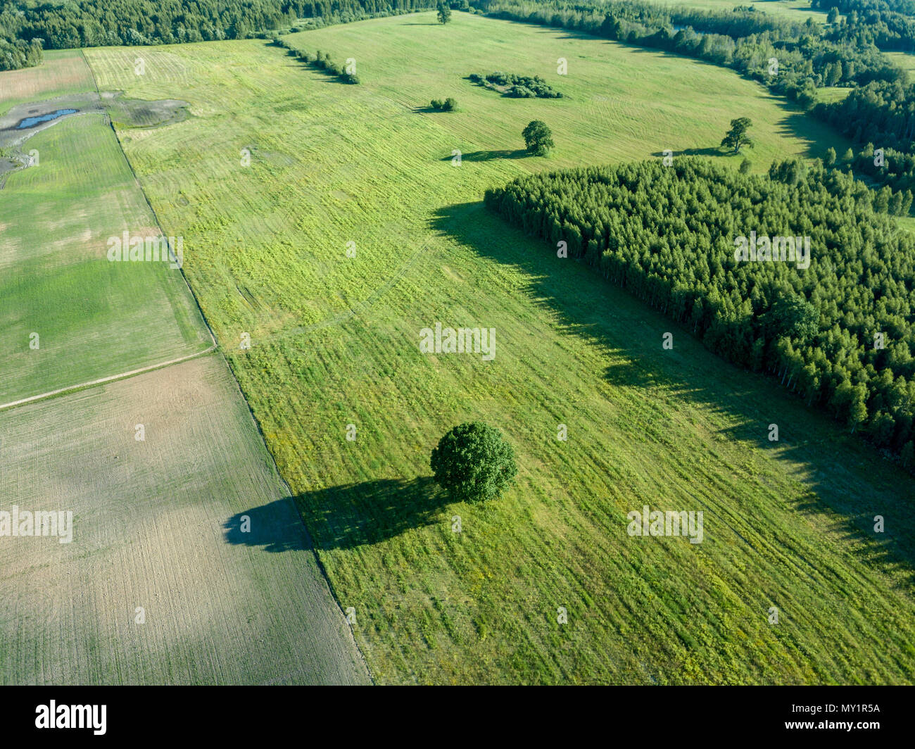 drone image. aerial view of empty cultivated fields with lonely tree in ...